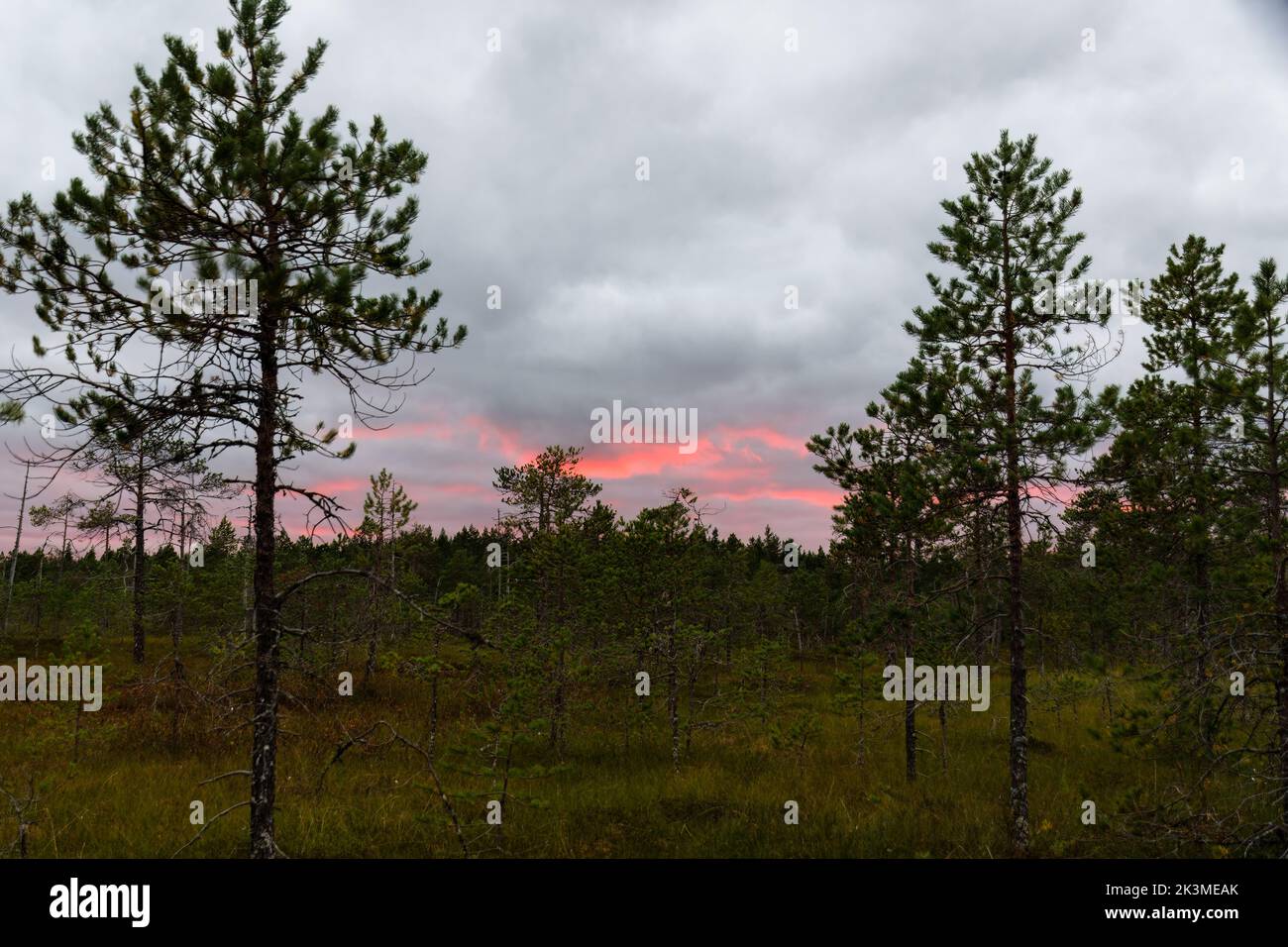 Dramatic evening sky with the red glow and swamp and trees in the ...