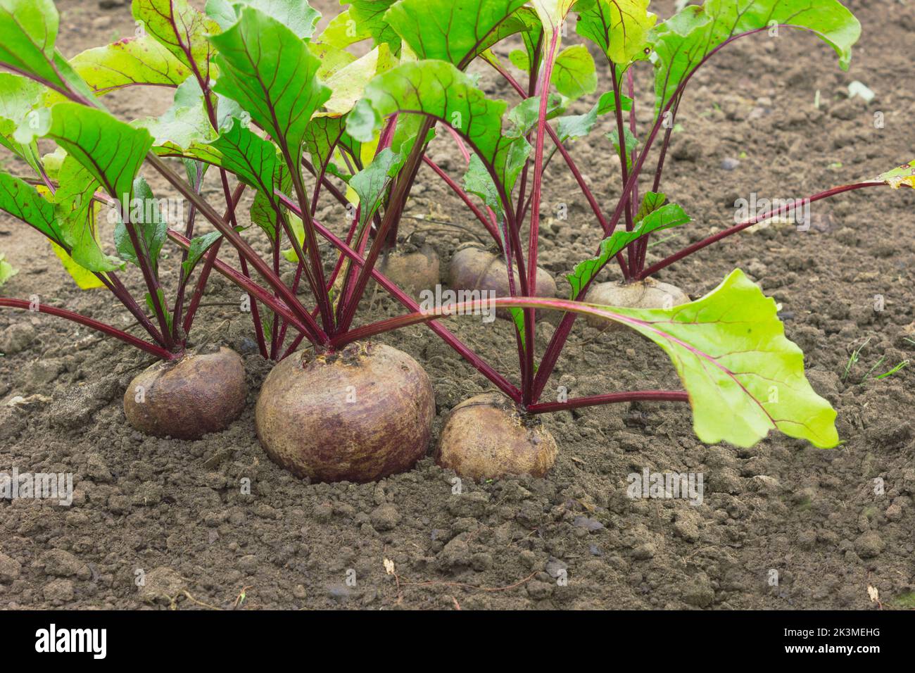 Several large beetroot growing in hi-res stock photography and images ...
