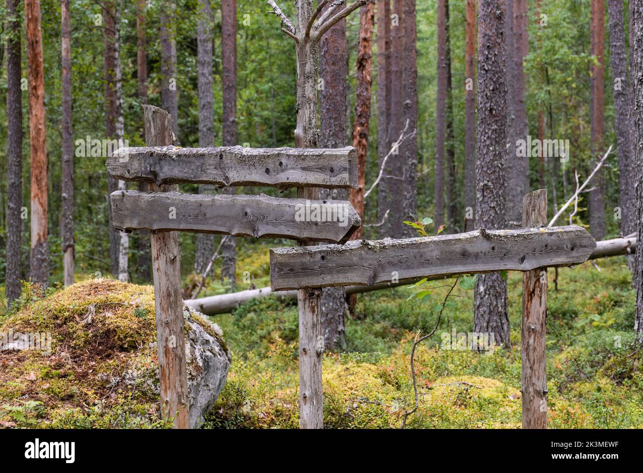 Empty old wooden signpost in a forest with pine trees in the background ...