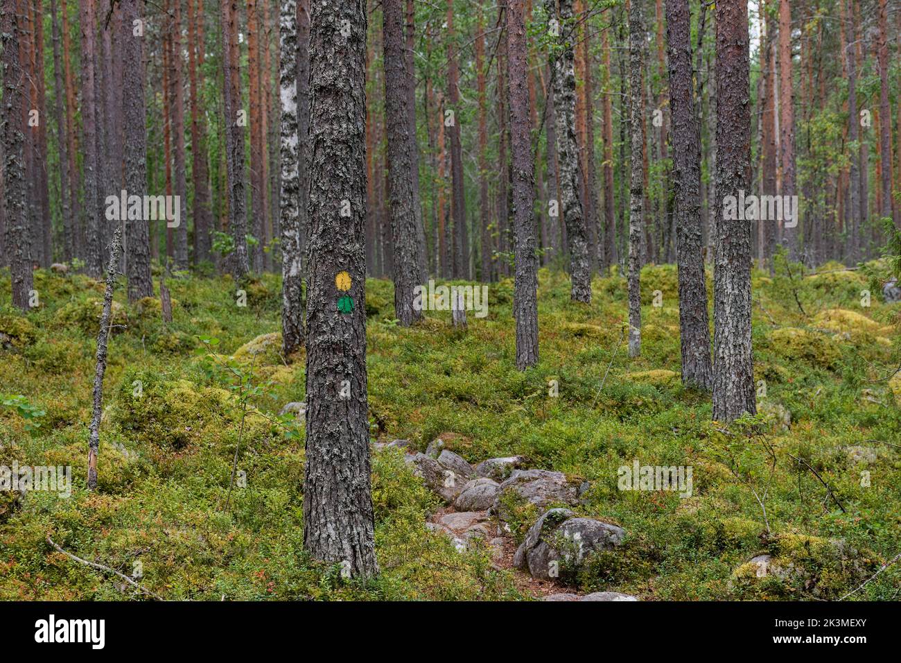 Yellow and green hiking trail markings painted on a pine tree in ...