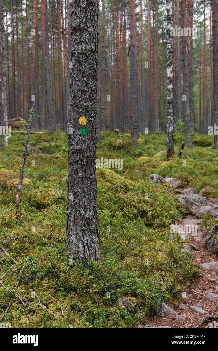 Yellow and green hiking trail markings painted on a pine tree in ...