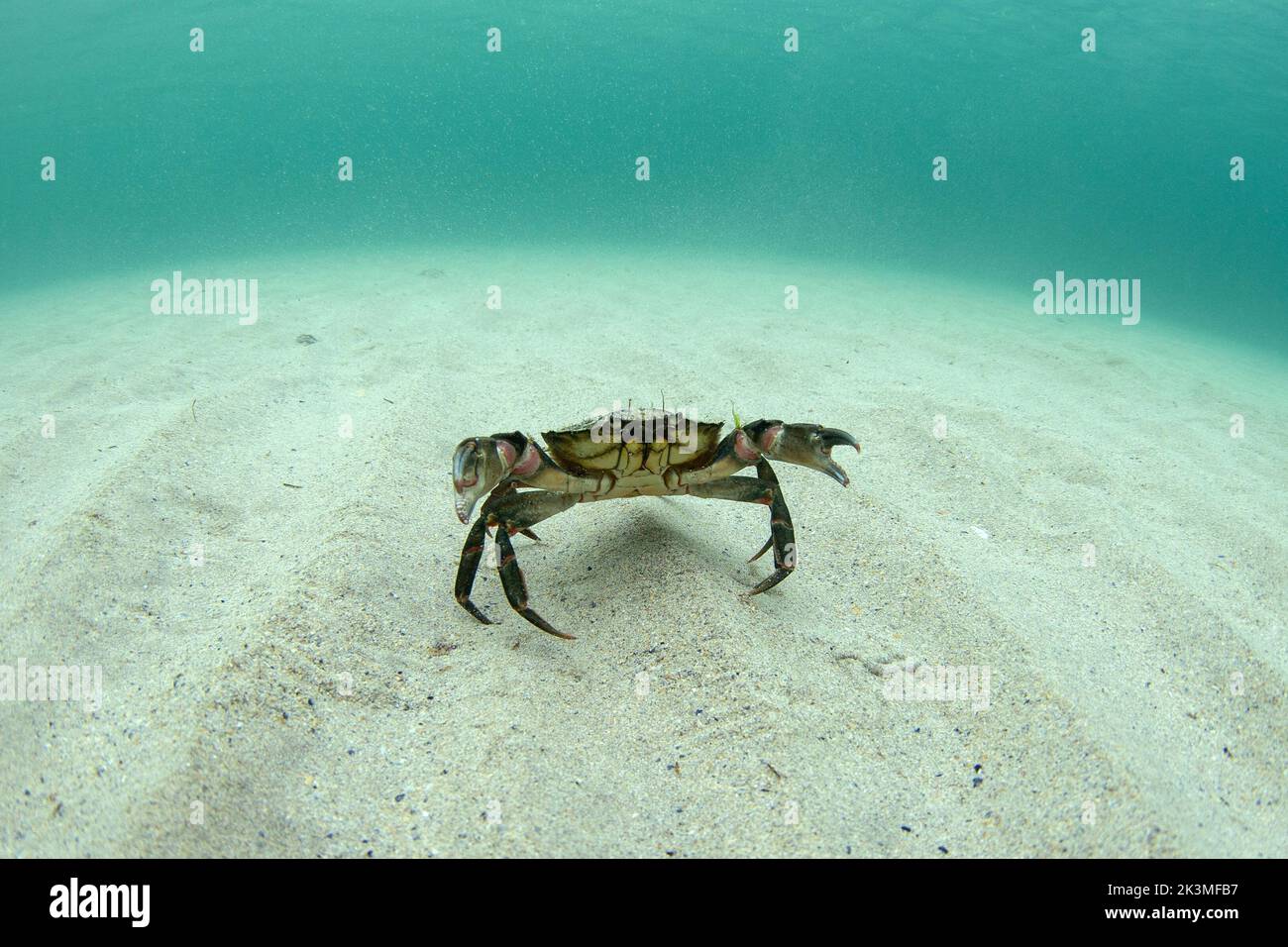 Velvet swimming crabs is walking on the bottom. Diving in Scotland ...