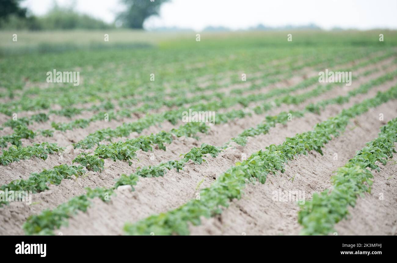 Emerging potatoes. Young potato plants in ridges, agricultural ...