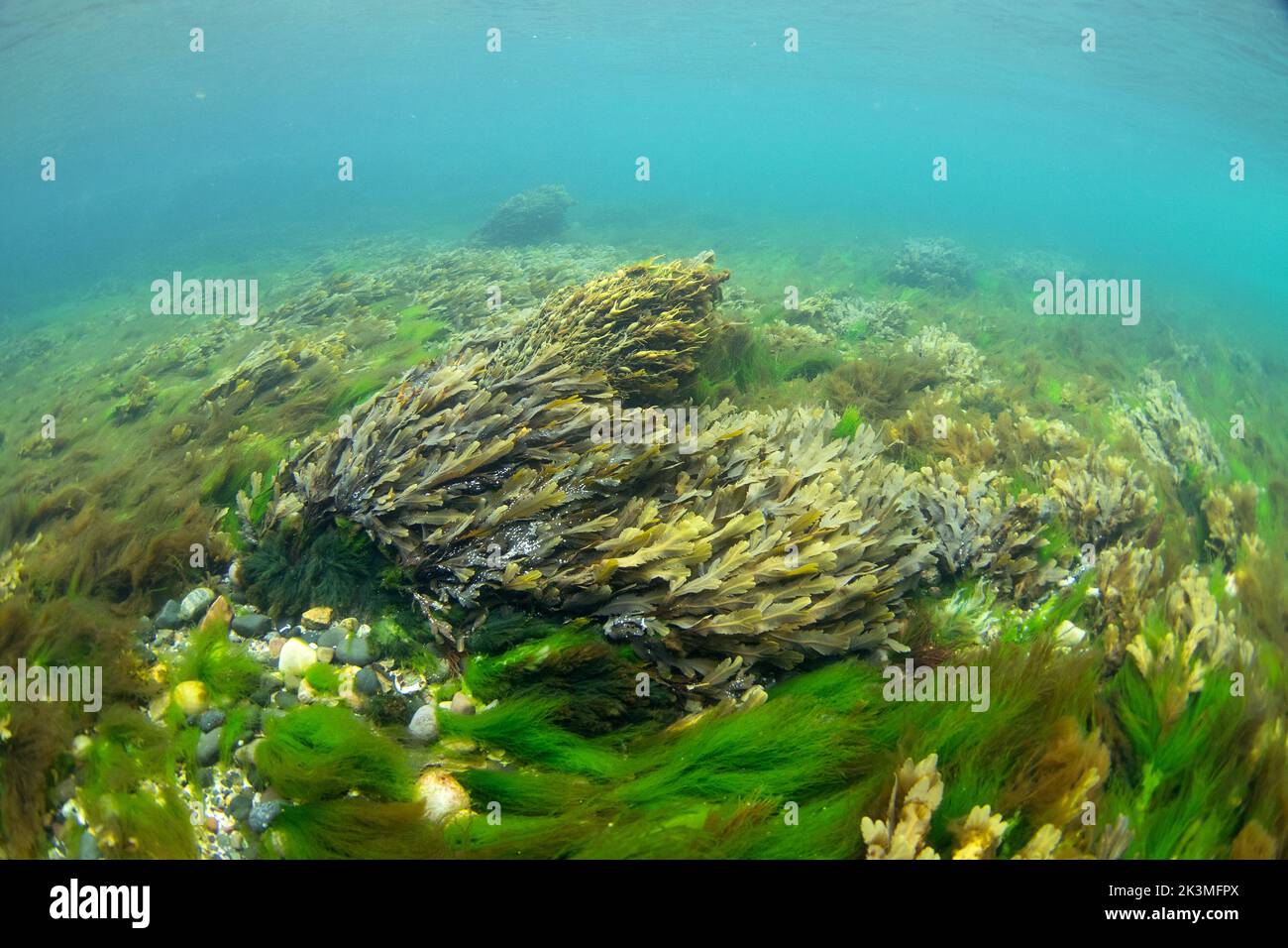 Cold water coral reef scotland hi-res stock photography and images - Alamy