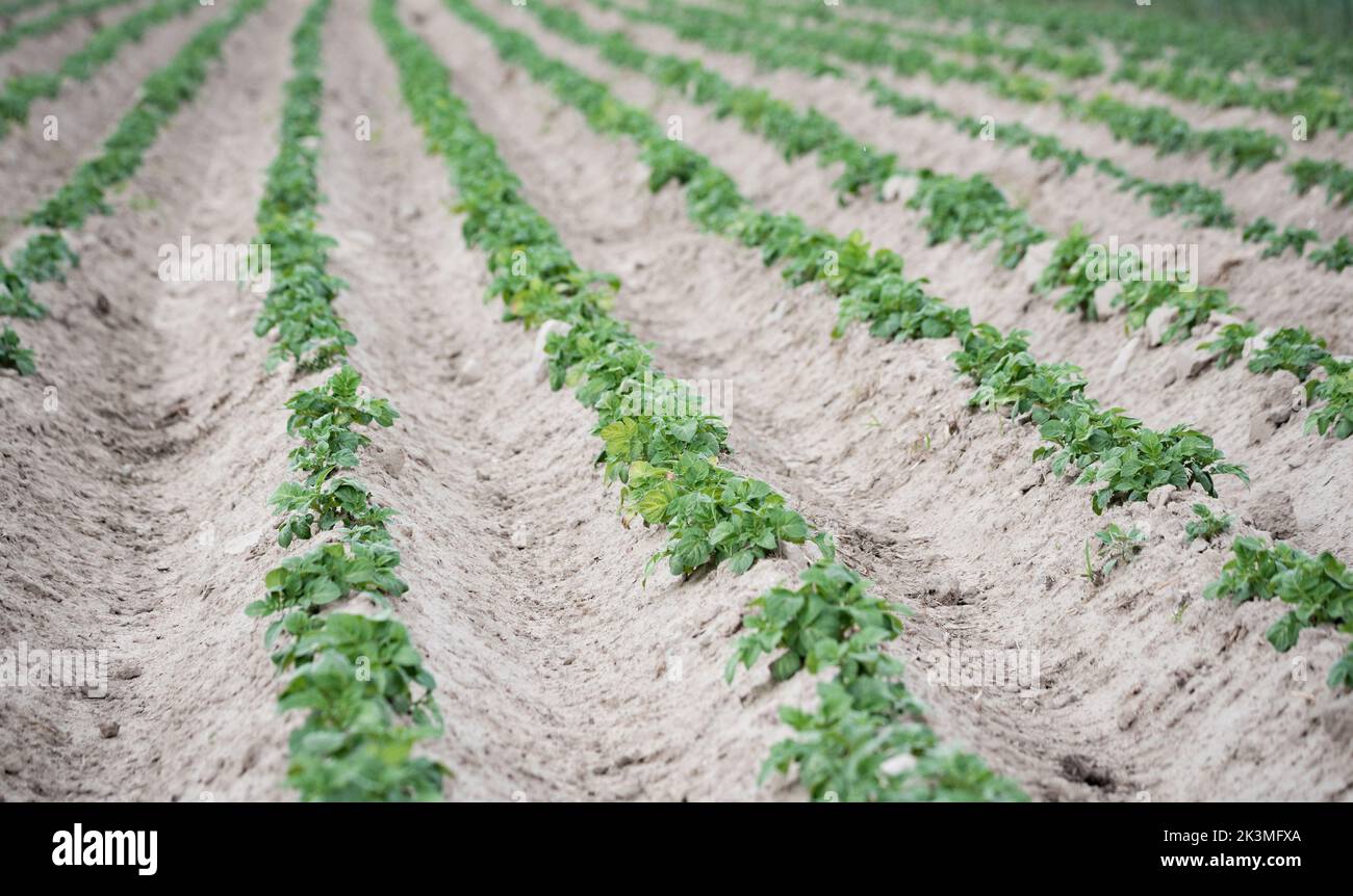 Emerging potatoes. Young potato plants in ridges, agricultural ...