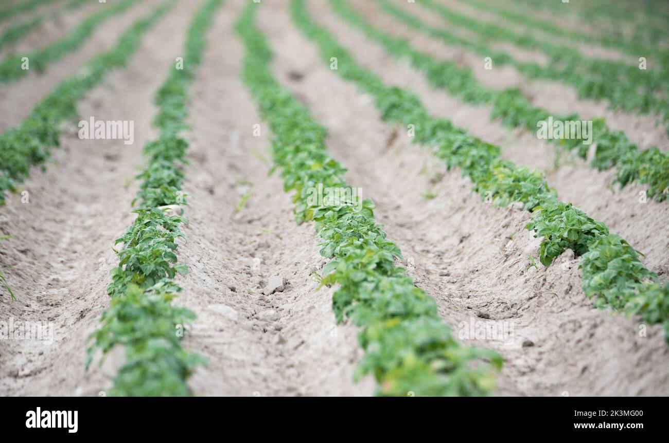 Emerging potatoes. Young potato plants in ridges, agricultural ...