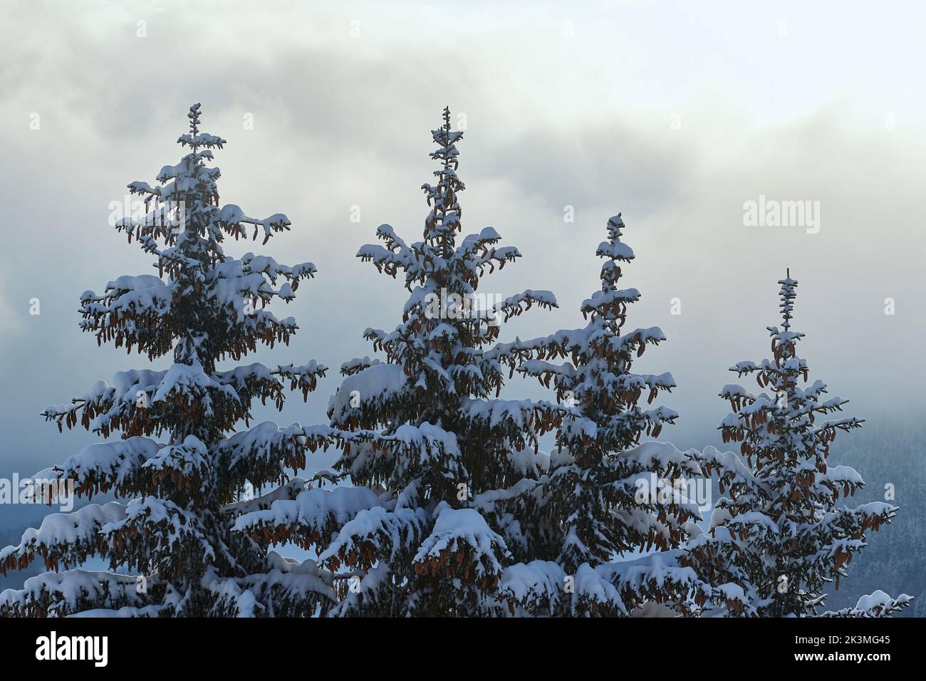 Beautiful scenery falling snow trees hi-res stock photography and ...