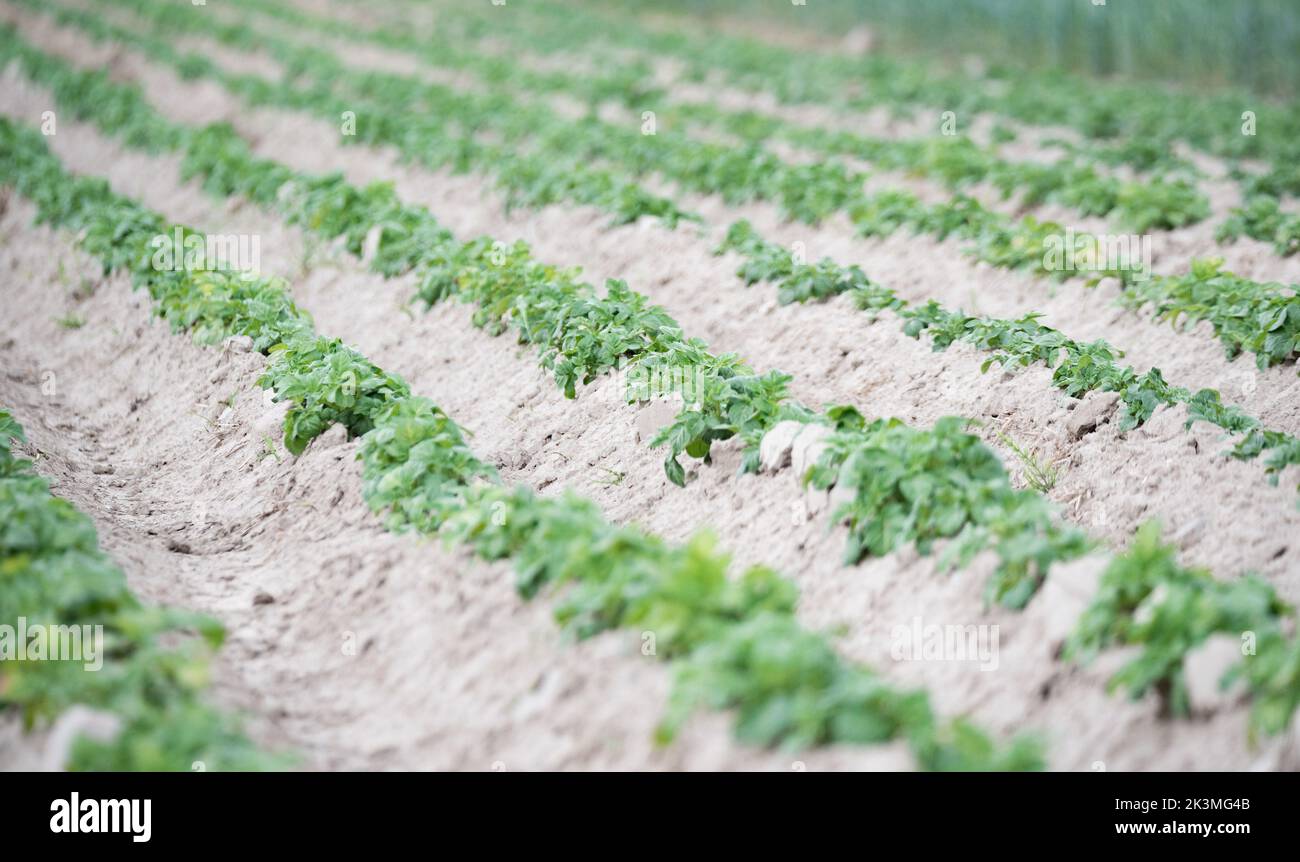 Emerging potatoes. Young potato plants in ridges, agricultural ...