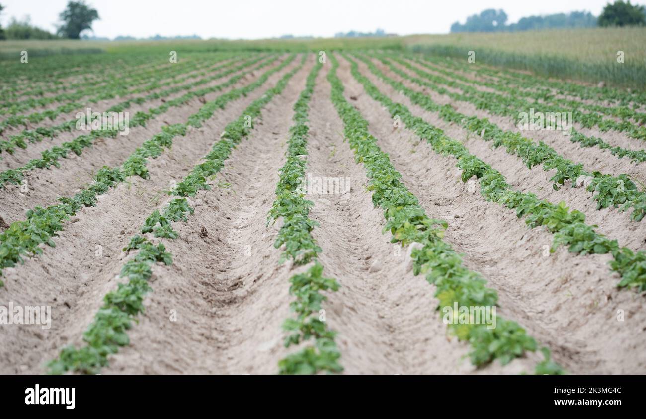 Emerging potatoes. Young potato plants in ridges, agricultural ...