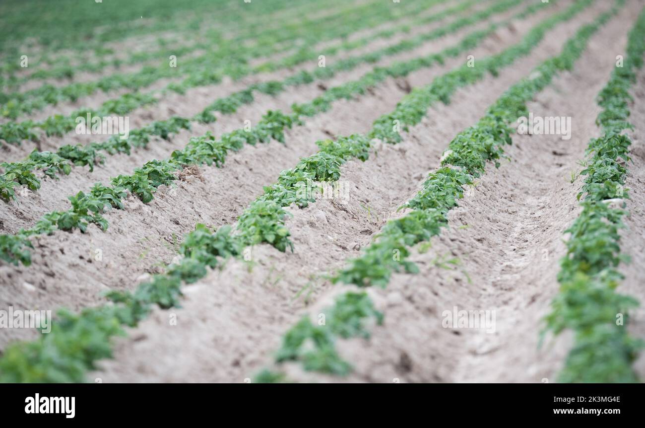 Emerging potatoes. Young potato plants in ridges, agricultural ...
