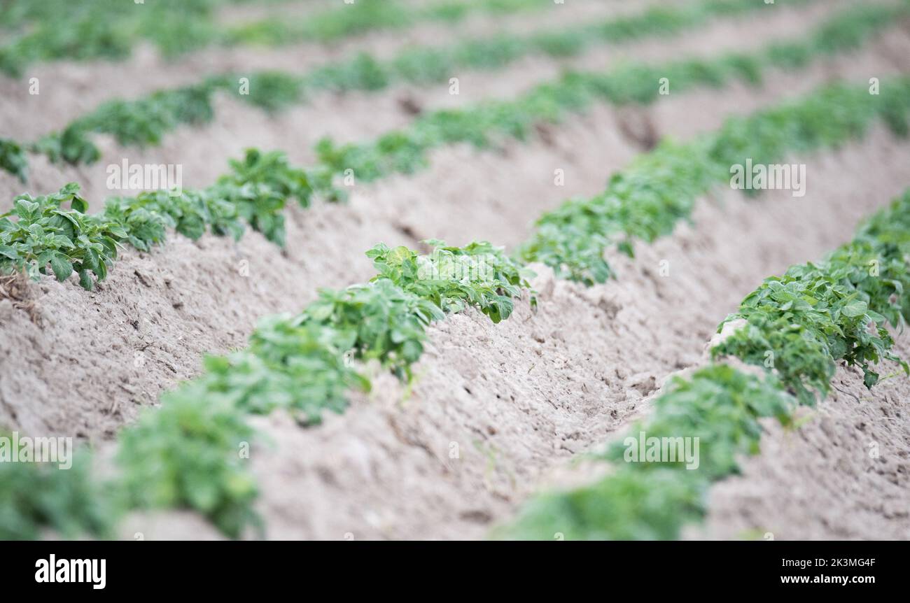 Emerging potatoes. Young potato plants in ridges, agricultural ...