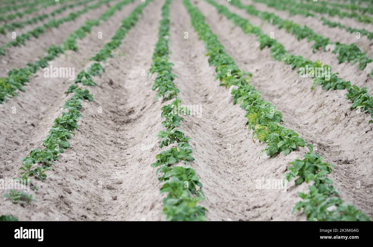 Emerging potatoes. Young potato plants in ridges, agricultural ...