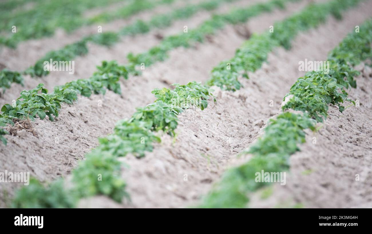 Emerging potatoes. Young potato plants in ridges, agricultural ...