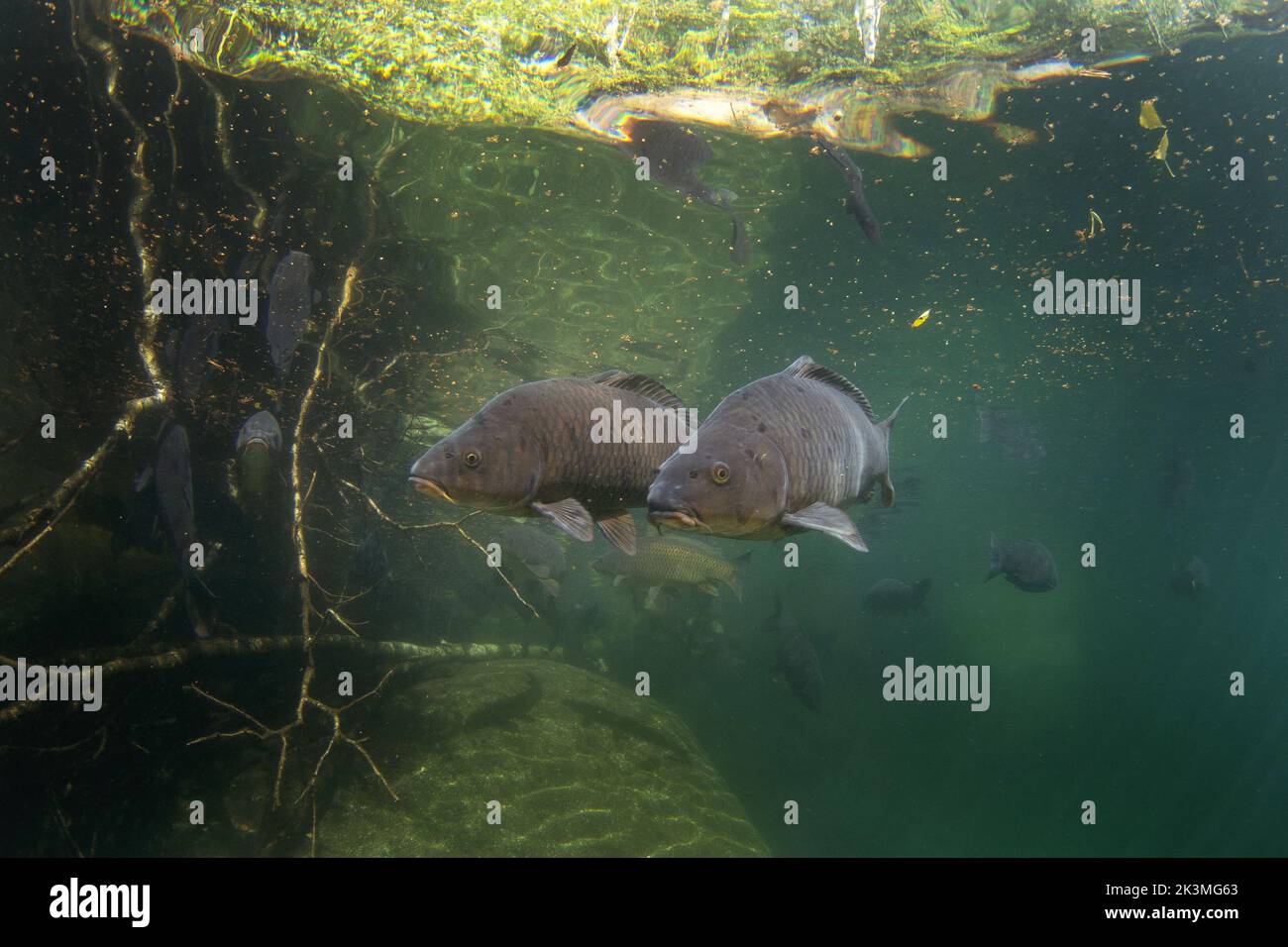 Common carps are swimming in the lake. Diving in Czech water. Nature in ...