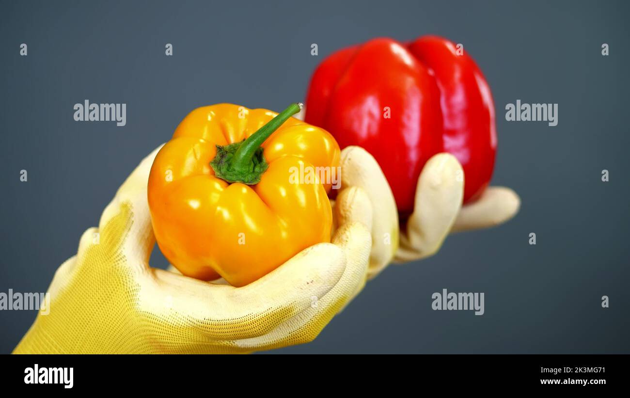 Bell peppers gray background bell pepper hi-res stock photography and ...