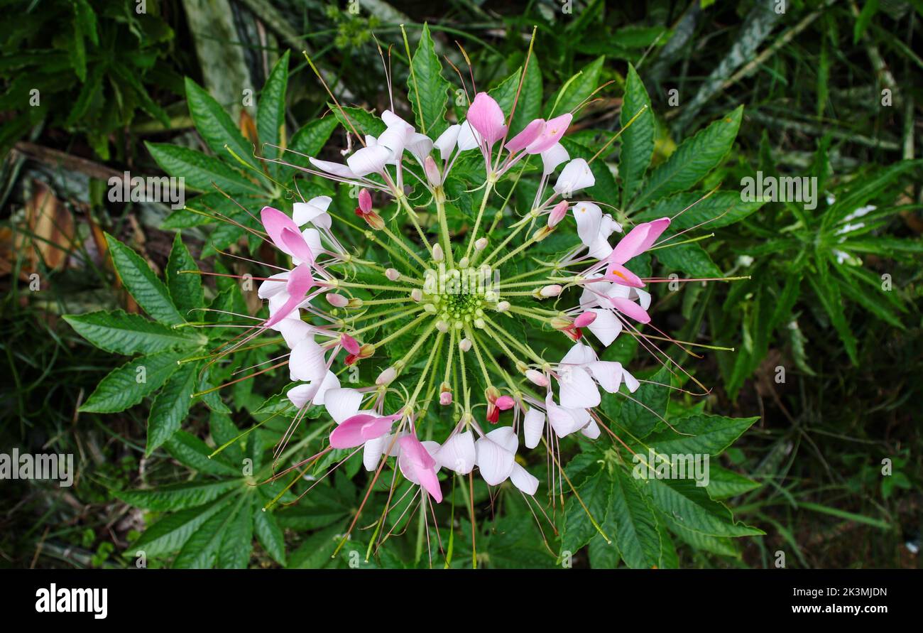 Spiny spiderflower cleome spinosa hi-res stock photography and images ...