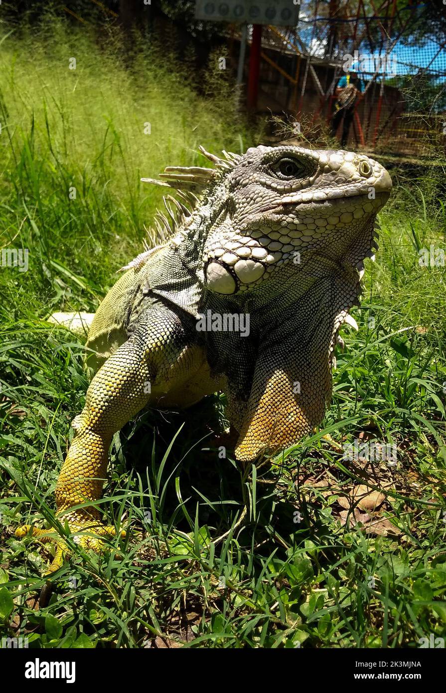 Verticle Green Iguana Hd Wallpaper Iguana Green Pillar Free Photo On