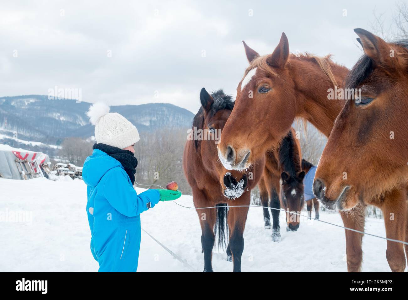Horse eating apple hi-res stock photography and images - Alamy