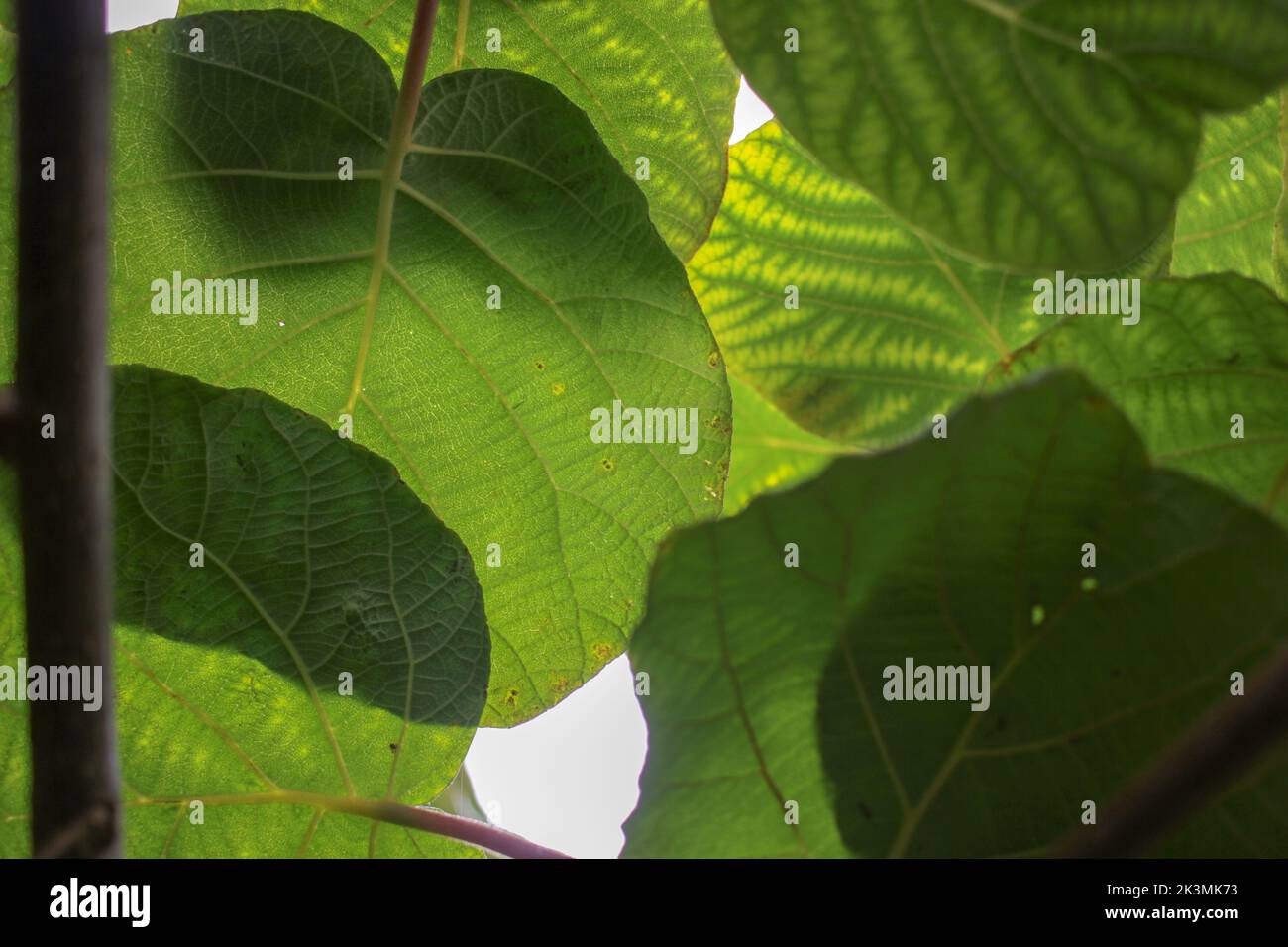 pattern of leaves in a rainy day in my kiwi tree Stock Photo - Alamy