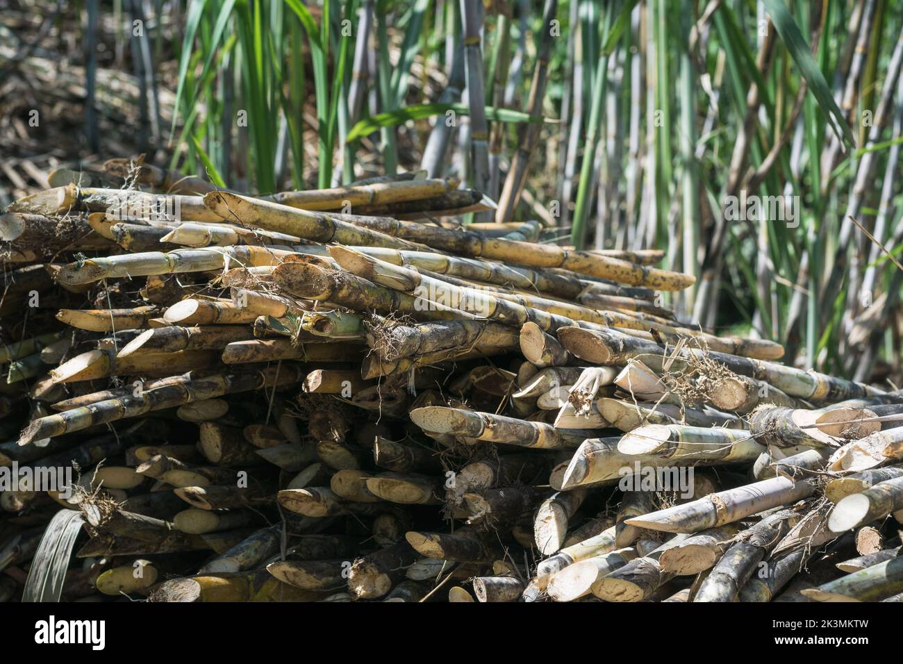 pile of freshly cut ripe sugar cane ready to be taken by the muleteer ...