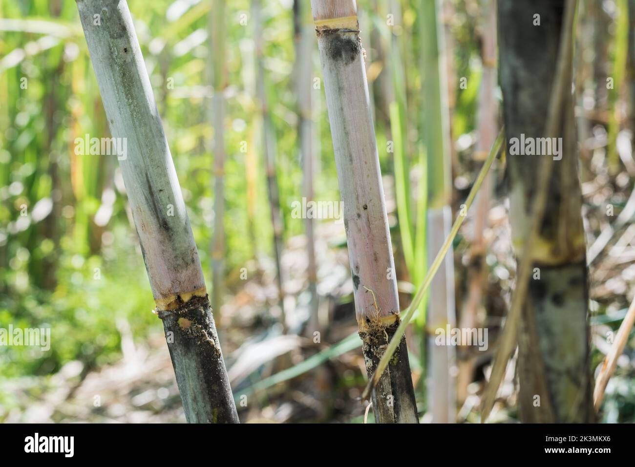 detailed plan of a sugar cane crop located on the slope of a colombian ...