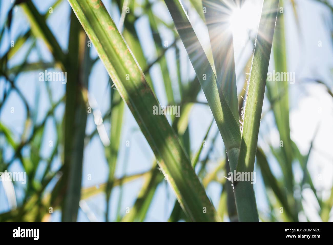 rays of midday sun entering between the sugar cane leaves. green leaves ...