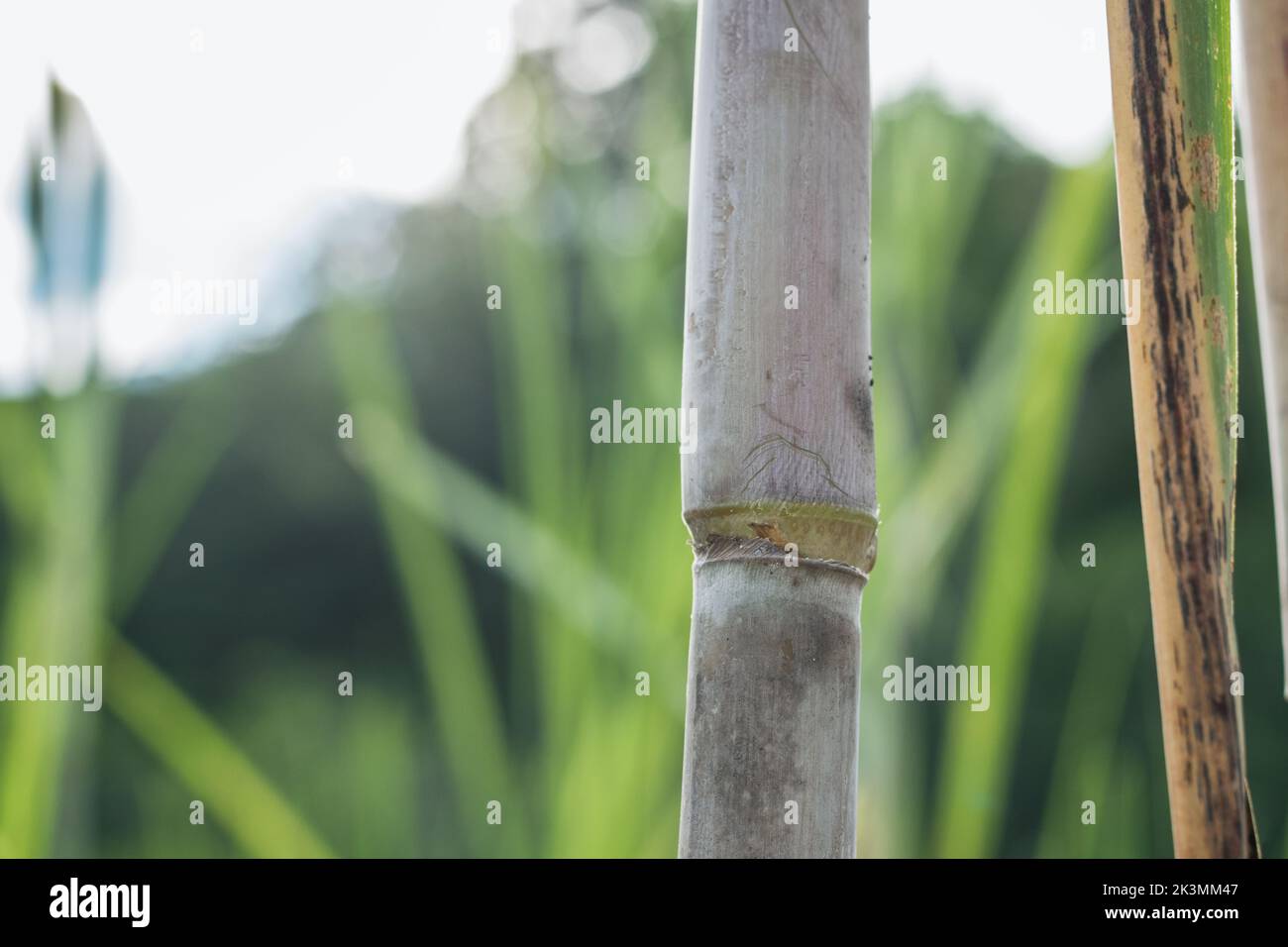 detailed view of a sugar cane ready to be cut and processed as sugar or ...