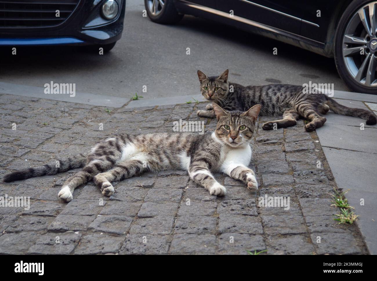 City cats hi-res stock photography and images - Alamy