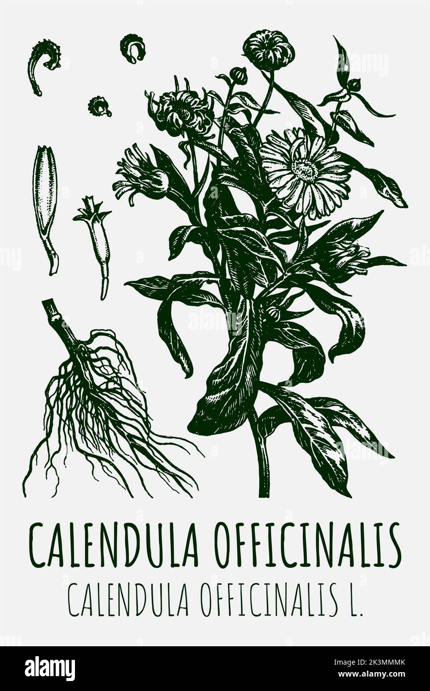 Vector drawings of calendula. Hand drawn illustration. Latin name ...
