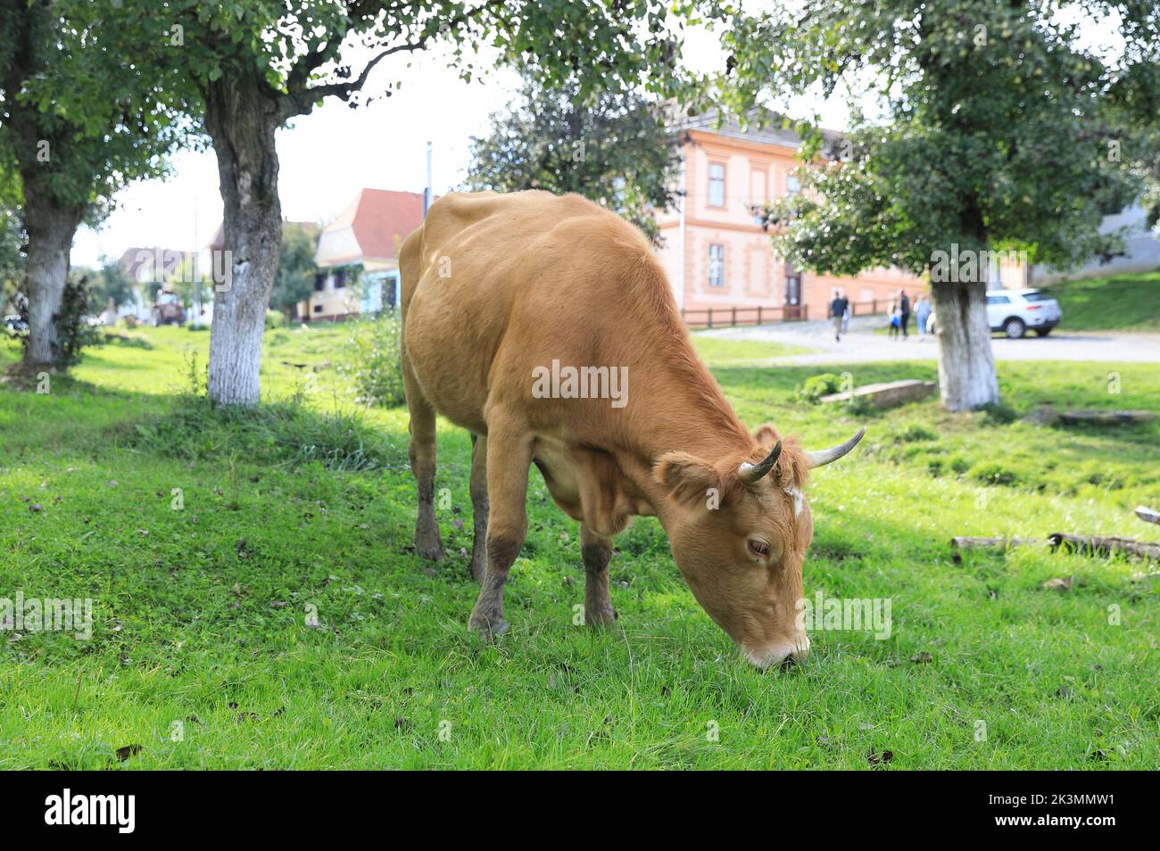 The rural Saxon village of Viscri in Transylvania, where Prince Charles ...