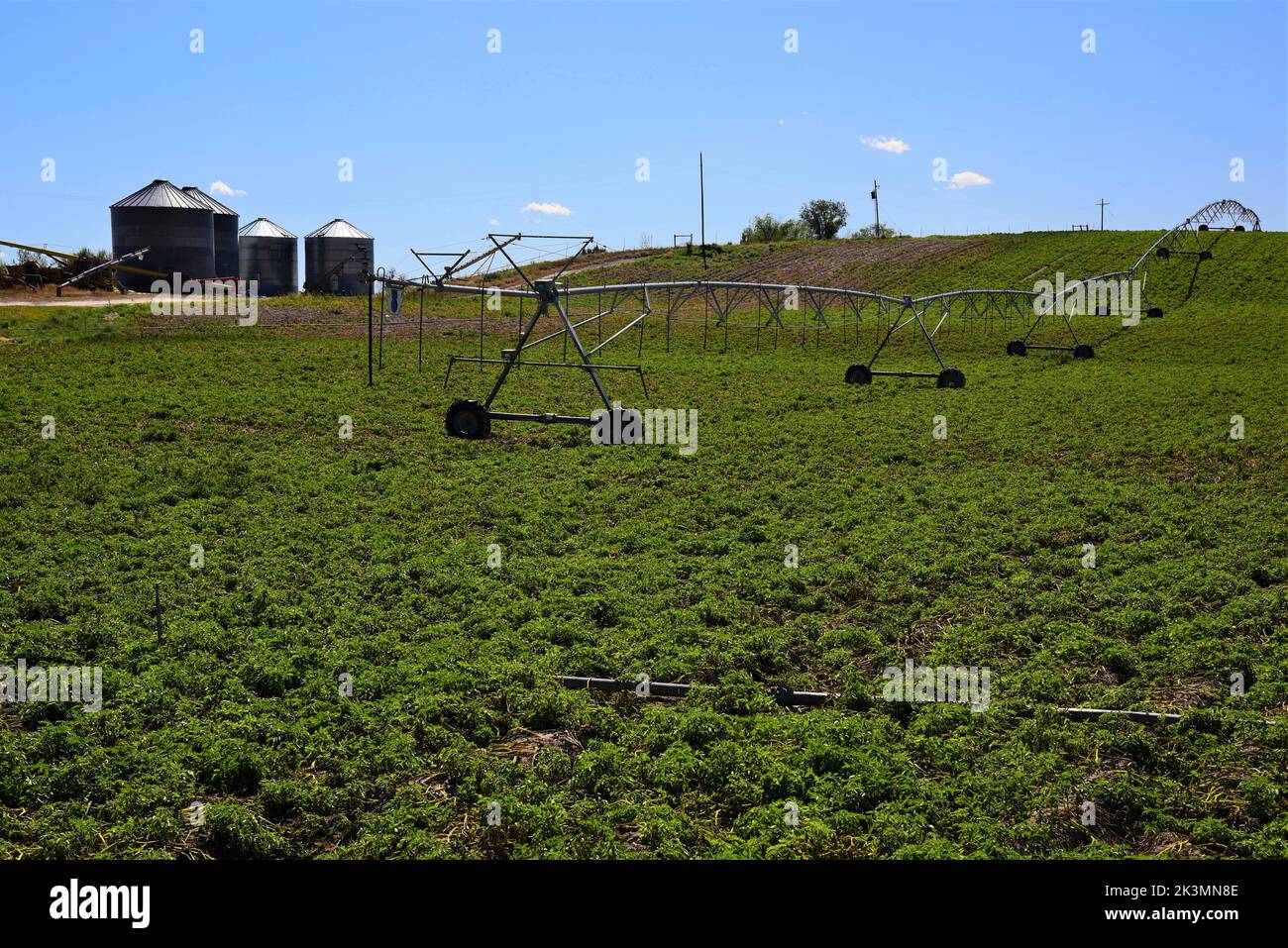 Potato field and wheel line irrigation. Potato farming is the mainstay ...