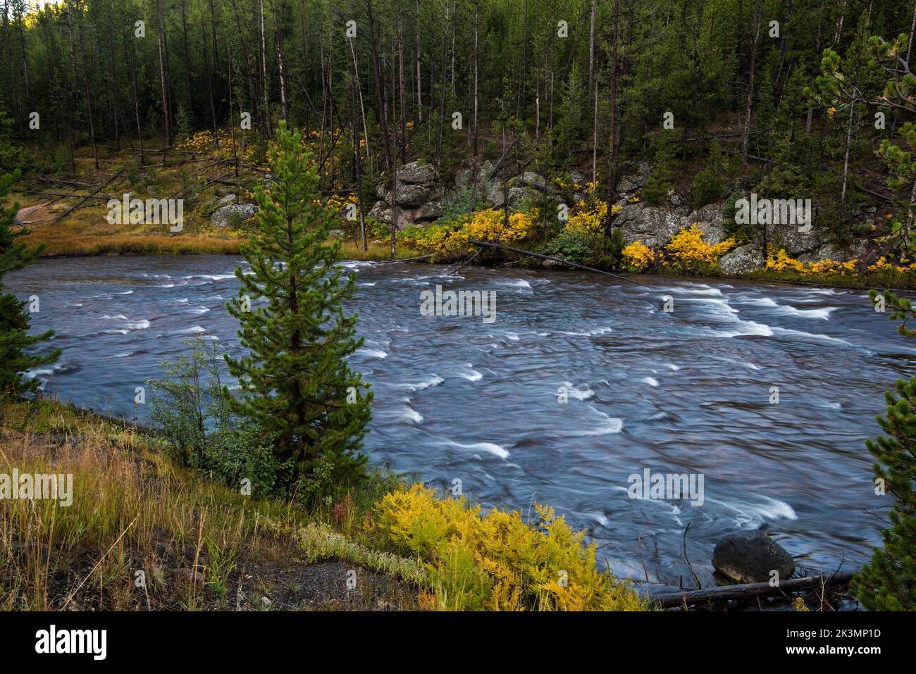 Golden ferns line the banks of the Gibbon River in Yellowstone National ...