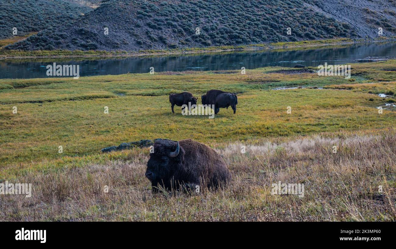 Stampede bison hi-res stock photography and images - Alamy