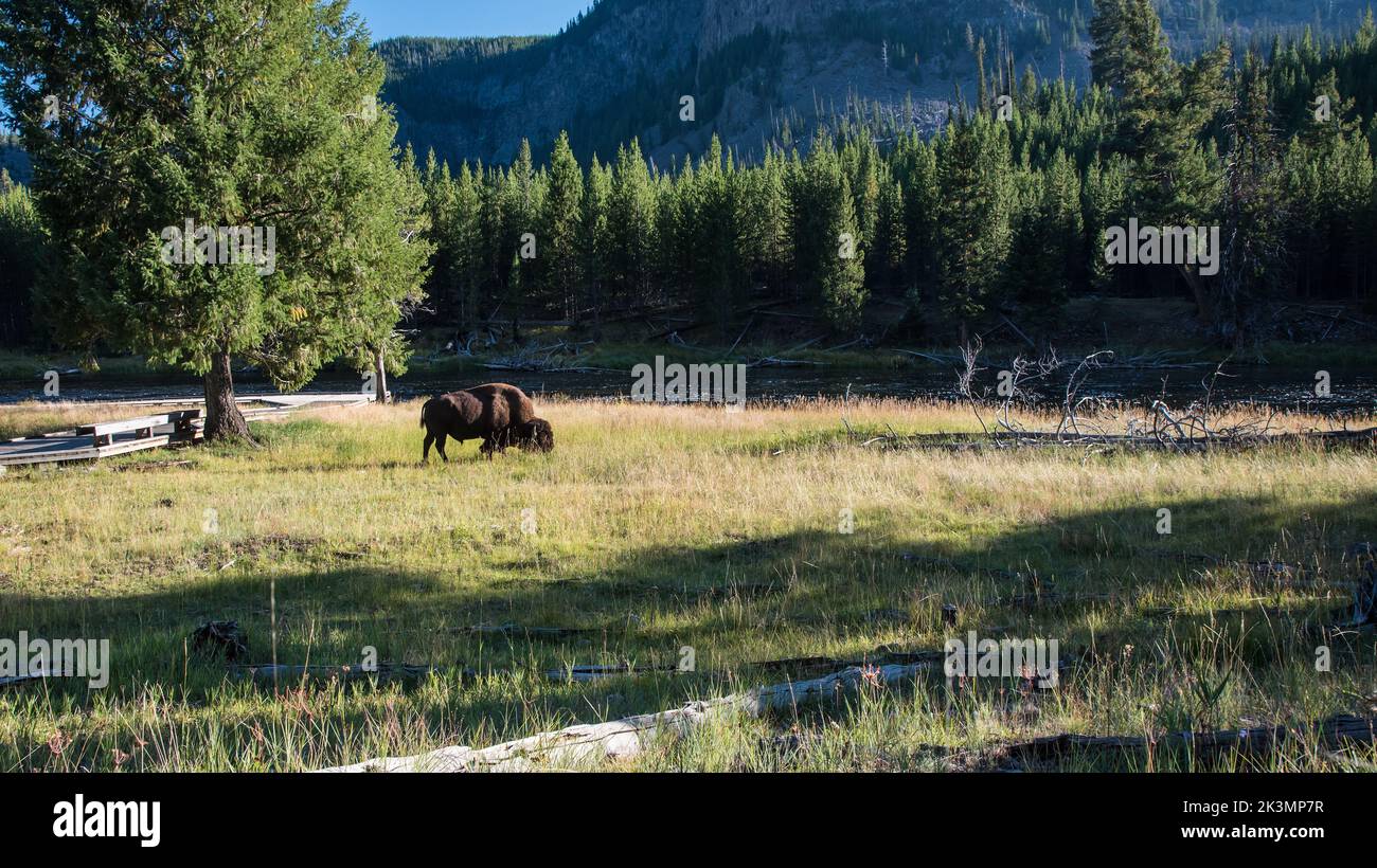 Stampede bison hi-res stock photography and images - Alamy