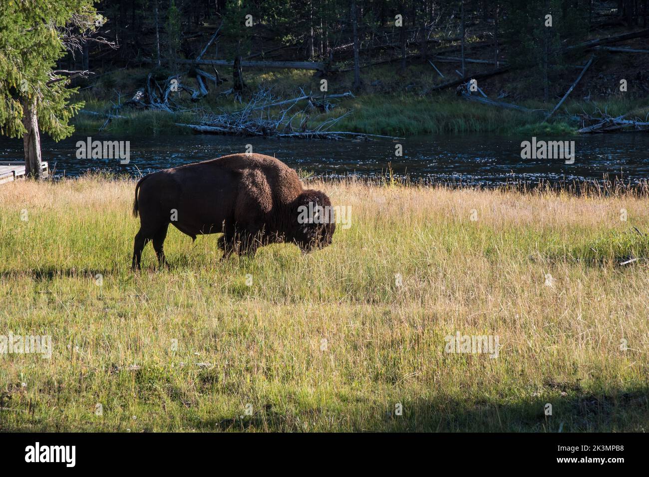 Stampede bison hi-res stock photography and images - Alamy