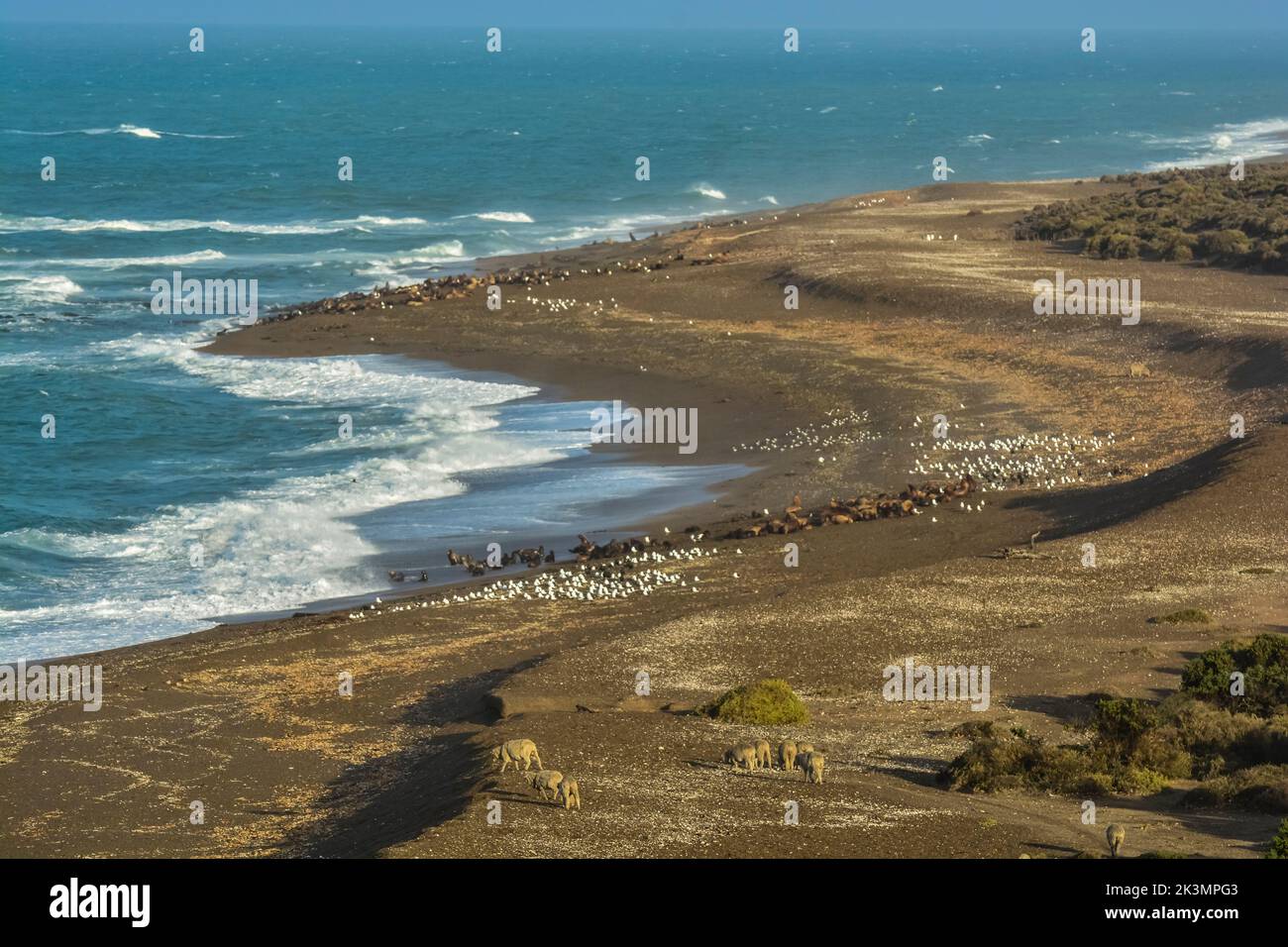 Caleta Valdes landescape, Peninsula Valdes chubut province Patagonia ...