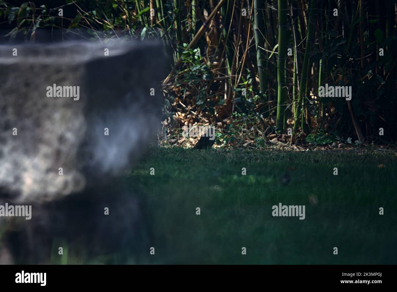 Afar style hi-res stock photography and images - Alamy