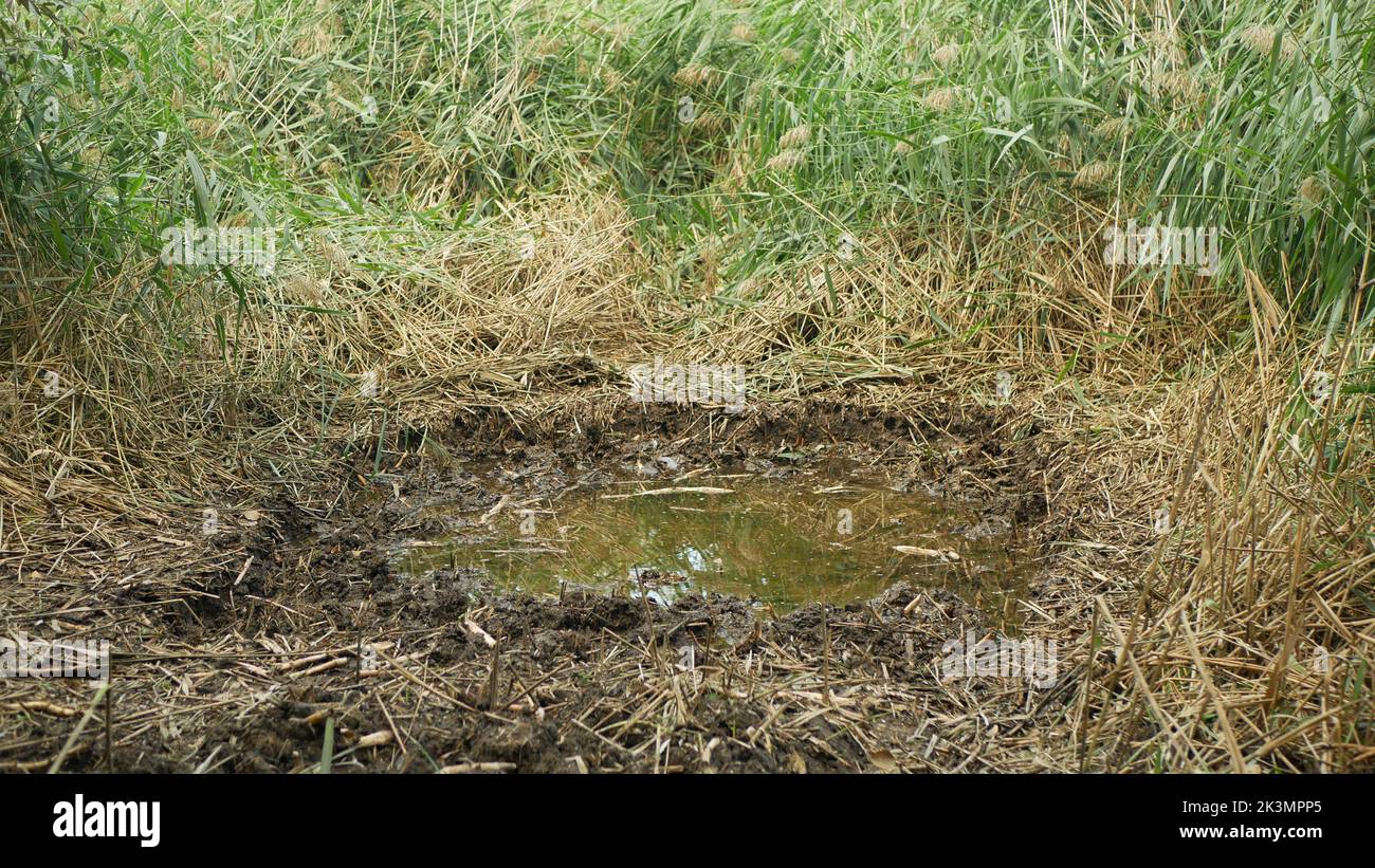 Puddle swamp dig out build an amphibian breeding new excavate pond by ...