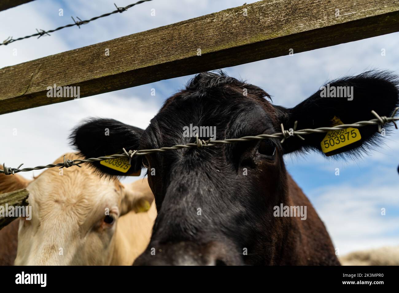 Black young bull curiously coming closer and looking into the camera ...