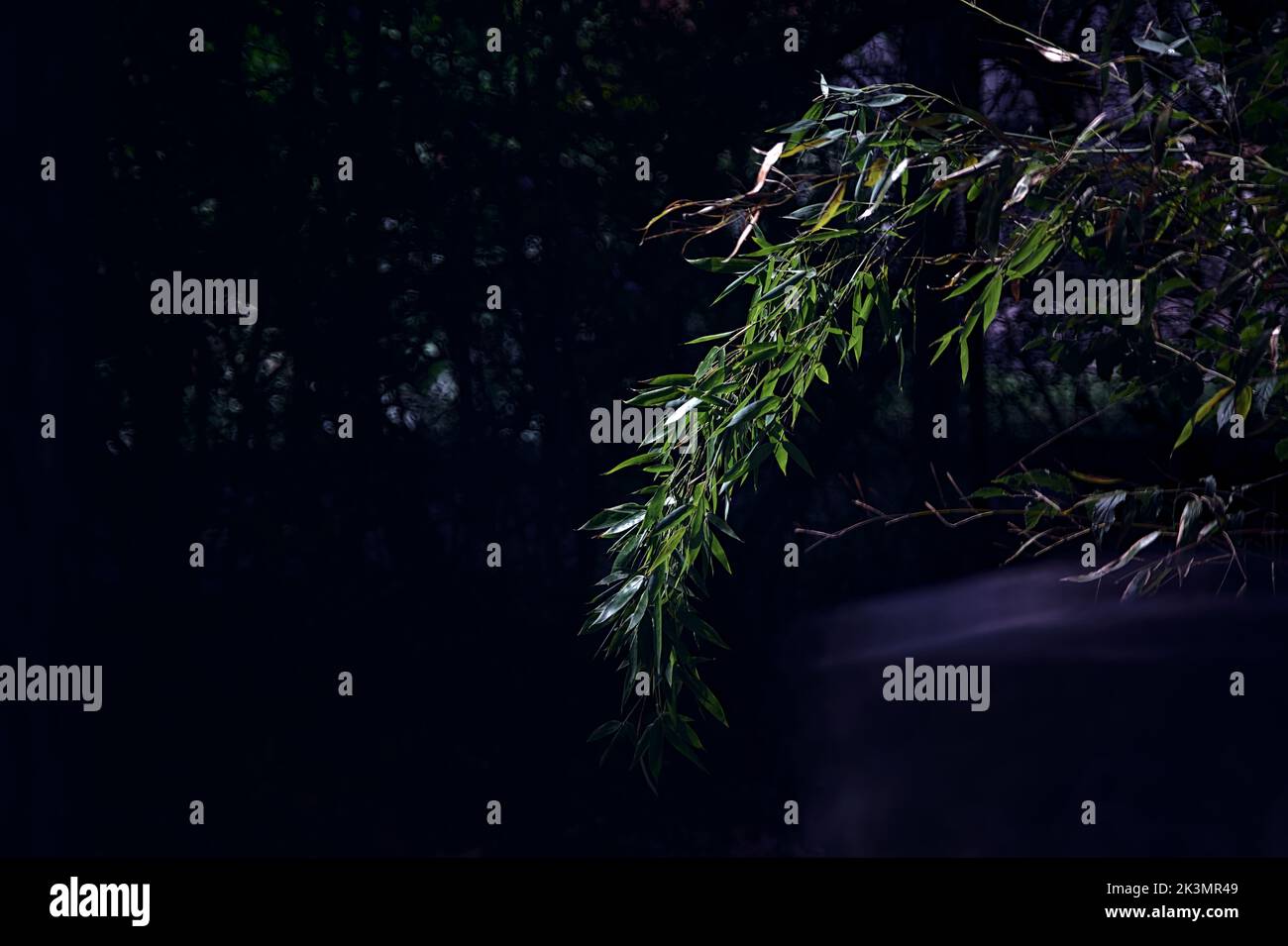 Bamboo leaves waving in the wind Stock Photo - Alamy