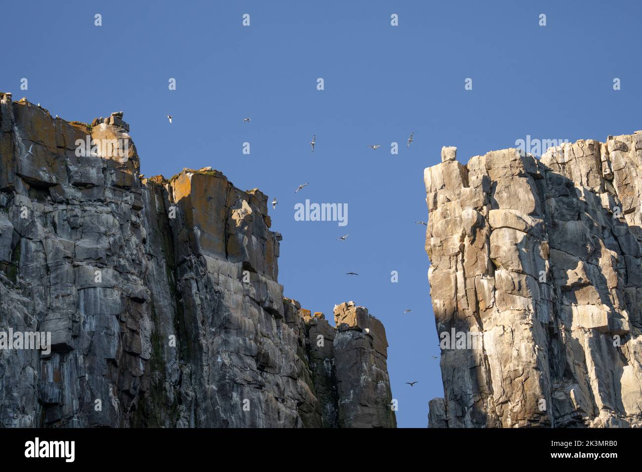 Glaucous gull (Larus hyperboreus) in Nesting colony, Spitsbergen Stock ...