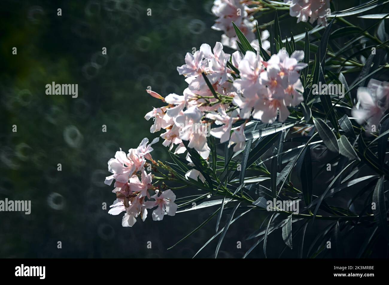 Branches of a pink oleander in bloom Stock Photo - Alamy