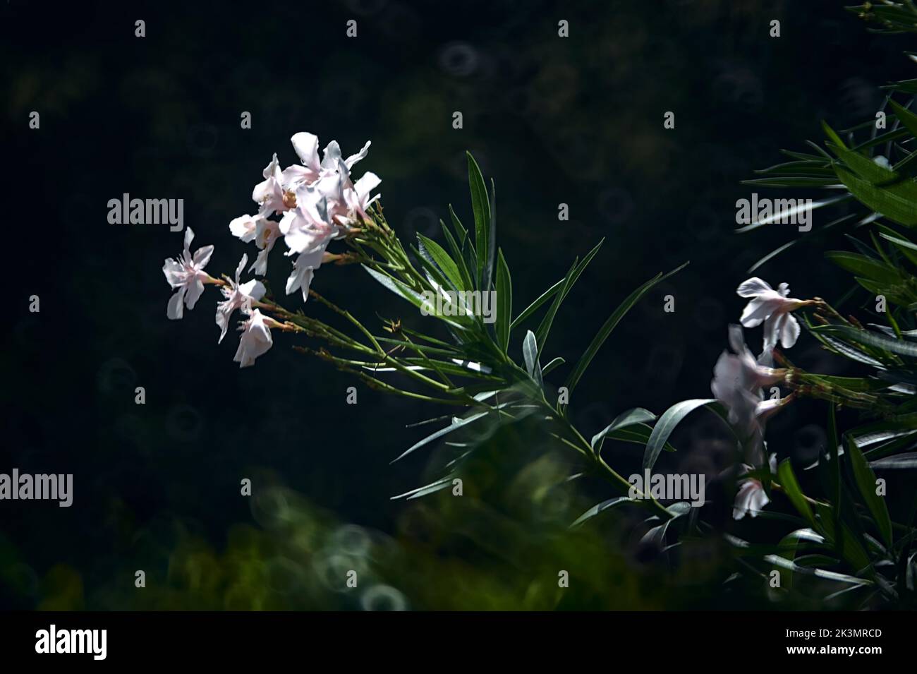 Elegance of oleander flower hi-res stock photography and images - Alamy