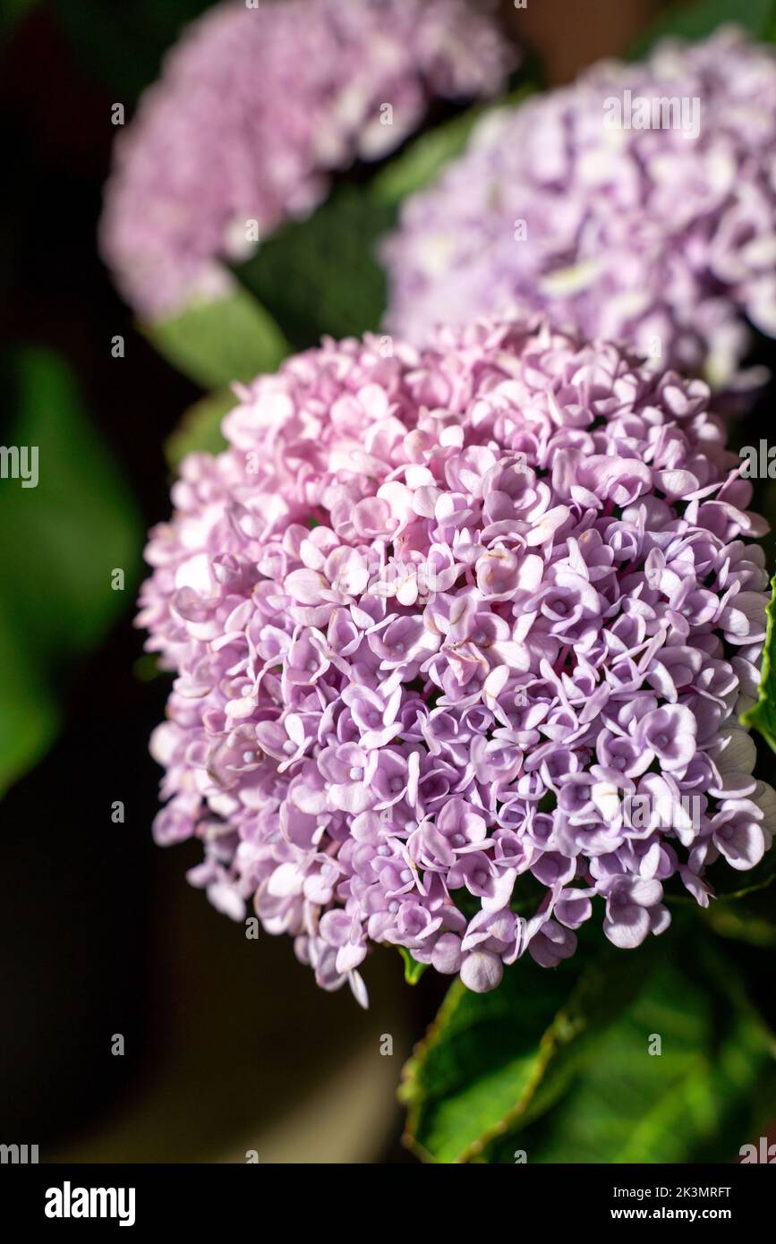 Violet hydrangea with direct sun Stock Photo - Alamy
