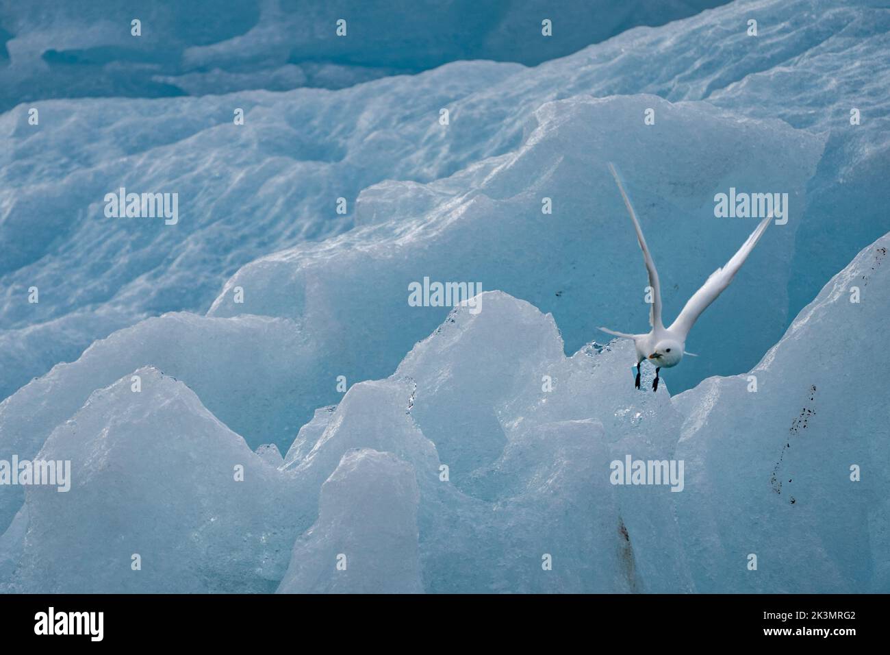 Ivory Gull (Pagophila eburnea) In flight is a small gull, the only ...