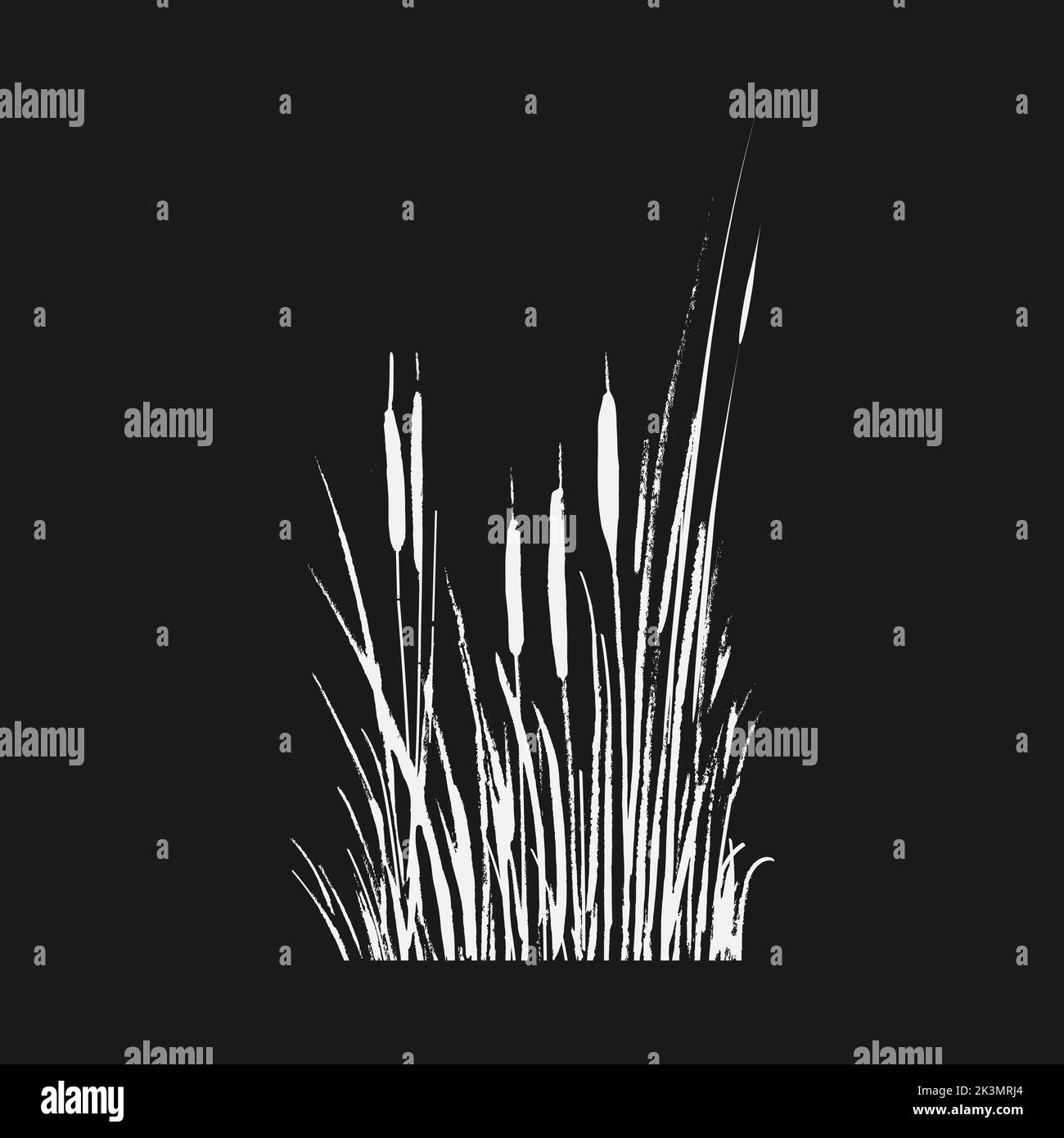 Isolated vector drawing.Image of a white reed or bulrush on a black ...
