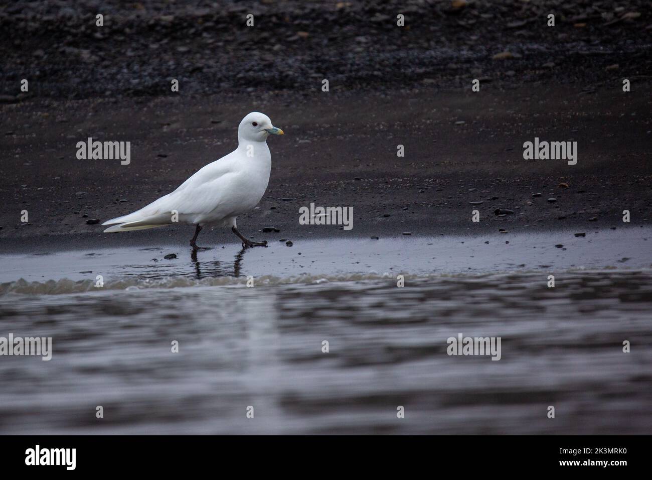 Ivory Gull (Pagophila eburnea) is a small gull, the only species in the ...