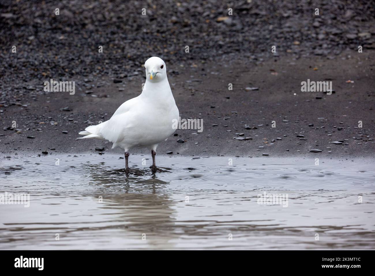 Ivory Gull (Pagophila eburnea) is a small gull, the only species in the ...