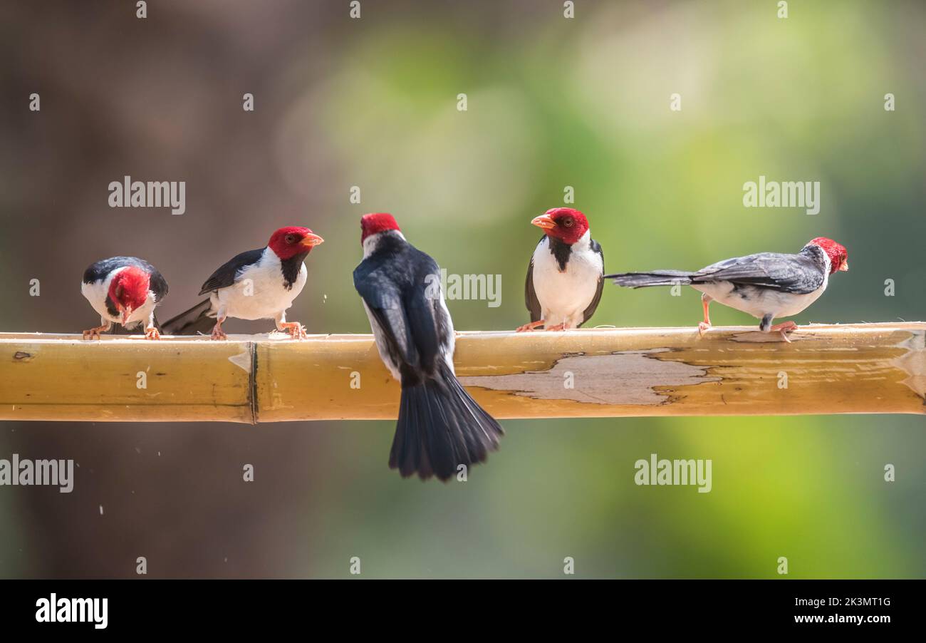 Paroaria capitata.Yellow billed cardinal Stock Photo - Alamy