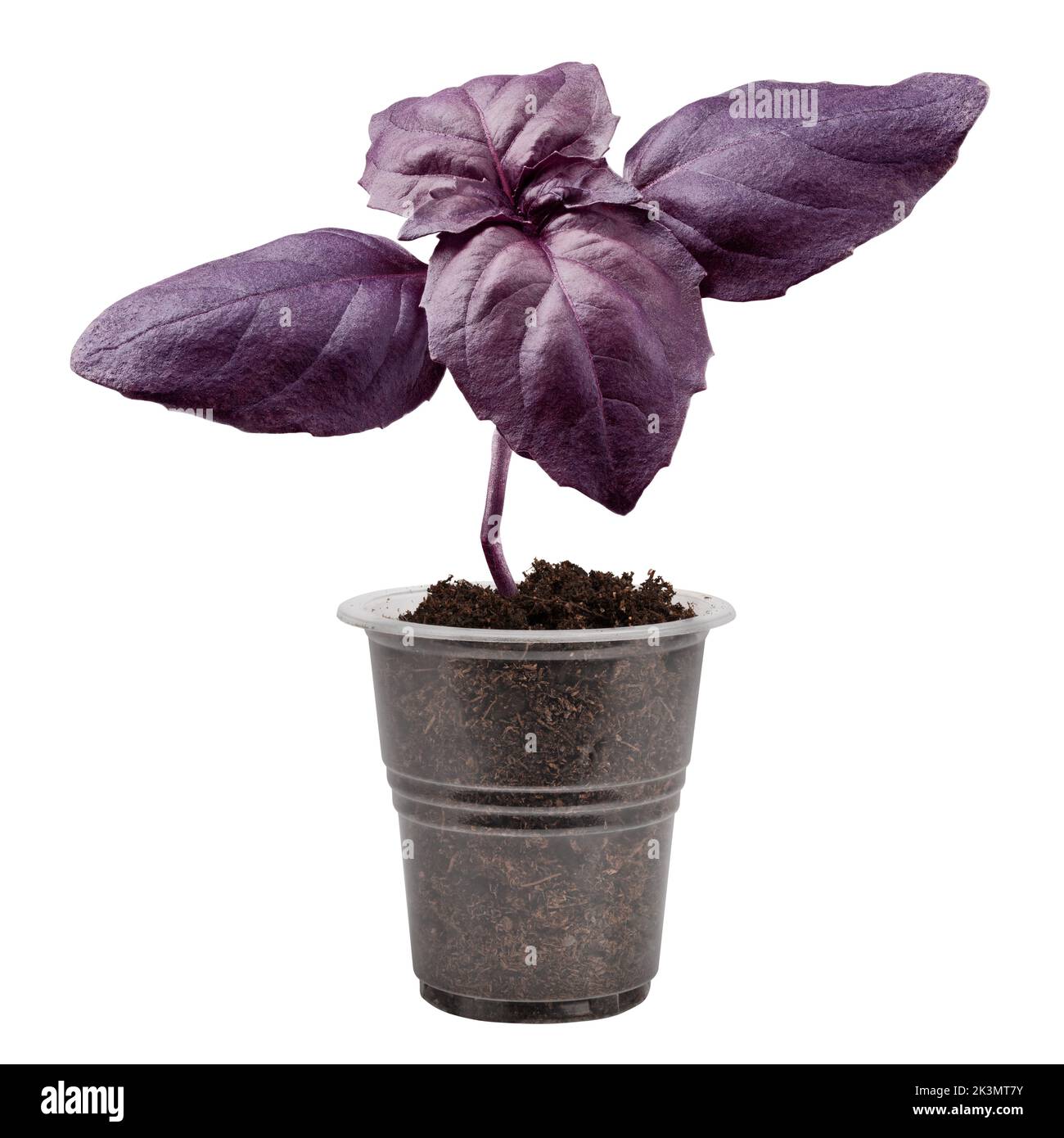 Purple basil pot hi-res stock photography and images - Alamy
